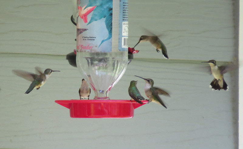 DIY Hummingbird Feeder: Practical Tips for Crafting a Reliable Nectar