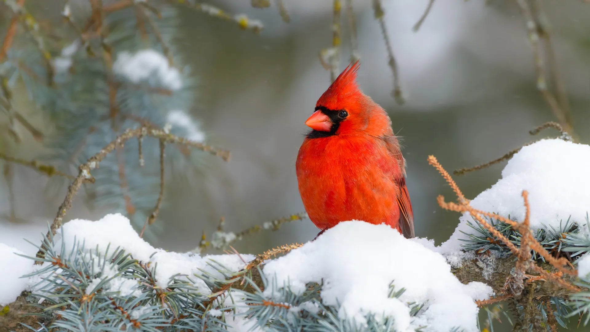 The History Of National Bird Feeding Month and Welcome This Special Oc