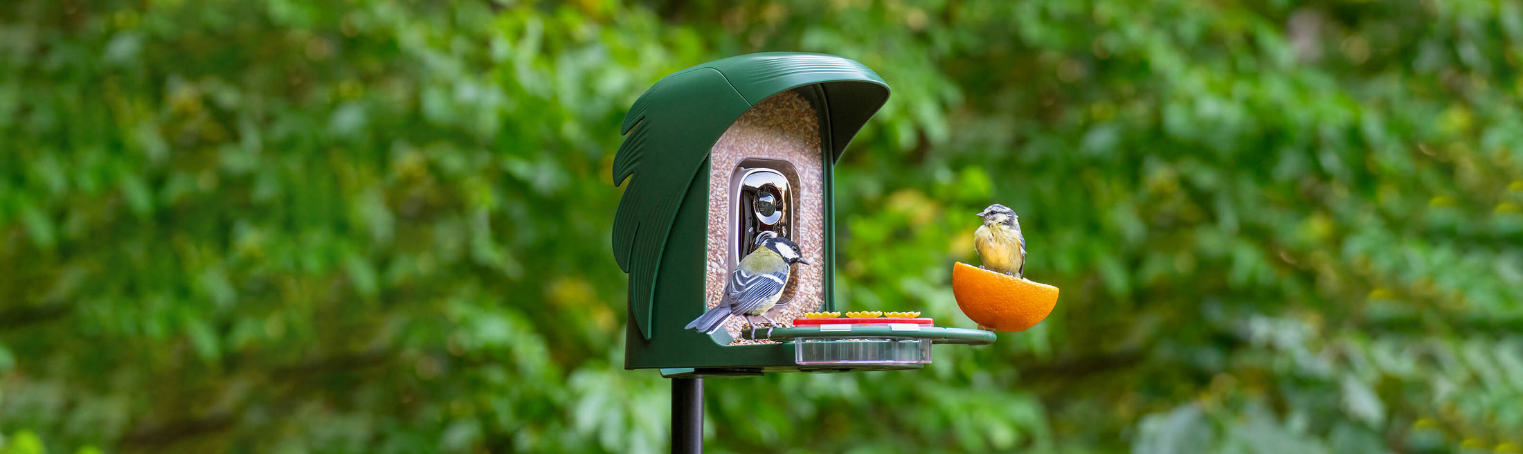 PerchMe – Every Perch Tells a Story | Smart AI Bird Feeder Camera