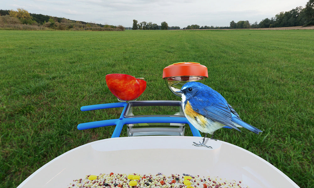 Autumn Bird Feeding Guide: How to Prepare Your Backyard Bird Feeder Po